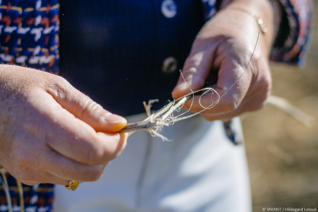 Chanvre textile : VIRIDI Gallus a la fibre écolo - Vivant le Média